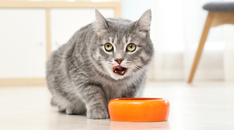 Why Is My Cat Grinding Their Teeth? Causes, Symptoms, and What to Do ...