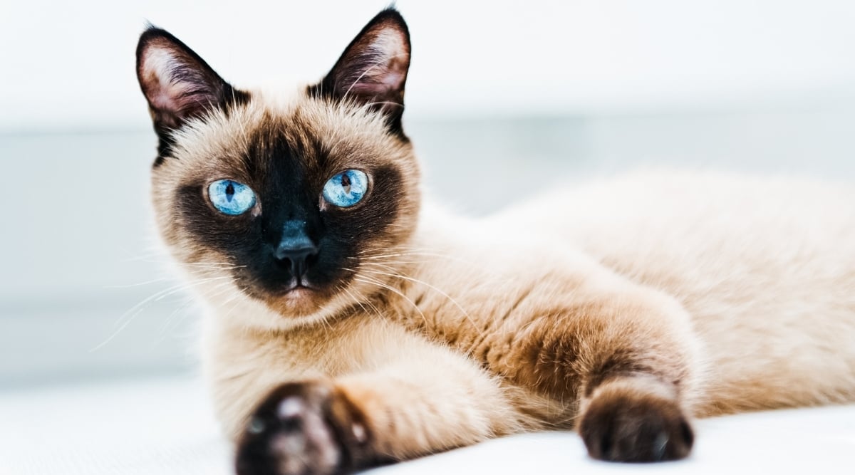 Ragdoll Siamese Mix: Traits, Facts, & Habits - Love Your Cat