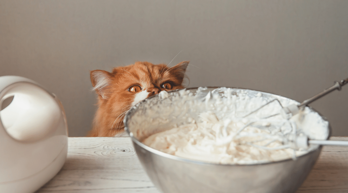 My 6 Favorite Easy Cat Cake Recipes + Decoration Ideas For A Cat ...