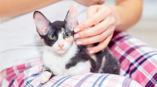 Sphynx Cat Colors: 8+ Varieties Of This Bald Breed - Love Your Cat