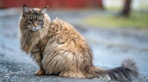 Maine Coon Cat Breed Profile: Care, Traits, Facts & More - Love Your Cat