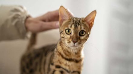 Bengal Cat Breed Profile: Care, Traits, Facts & More - Love Your Cat