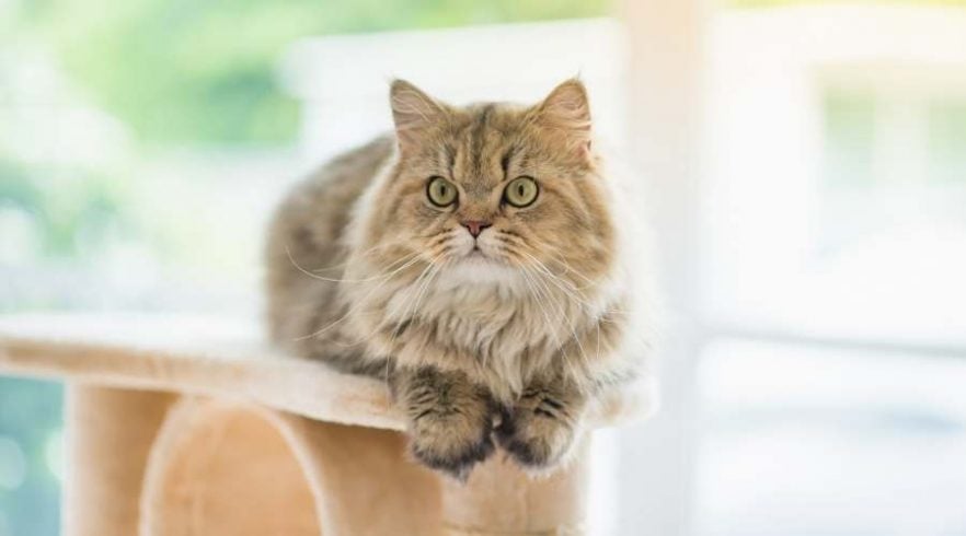 Persian Ragdoll Cat Mix Breed Overview - Love Your Cat