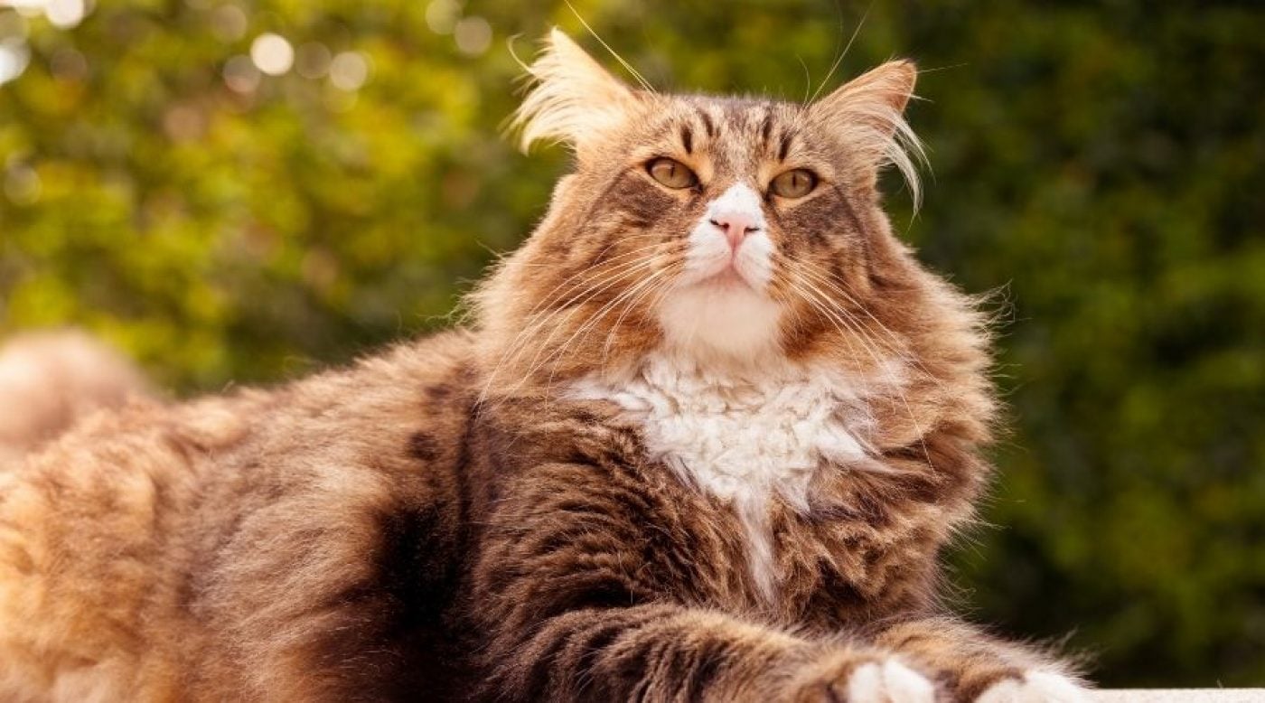 Maine Coon Cat Breed Profile: Care, Traits, Facts & More - Love Your Cat