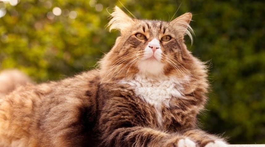 Maine Coon Cat Breed Profile: Care, Traits, Facts & More - Love Your Cat
