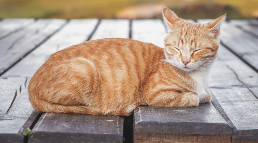 Ragdoll Tabby Mix Breed Overview - Love Your Cat