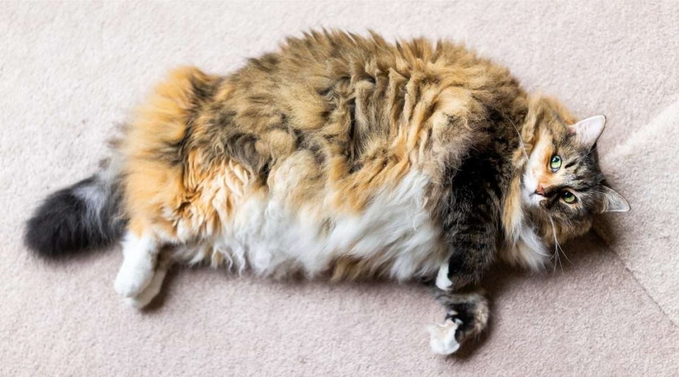 How Much Should A Maine Coon Eat? The Complete Feeding Chart & Guide ...