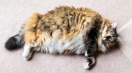 These 11 Calm Cat Breeds Are Winning at Life & Doing Absolutely Nothing ...