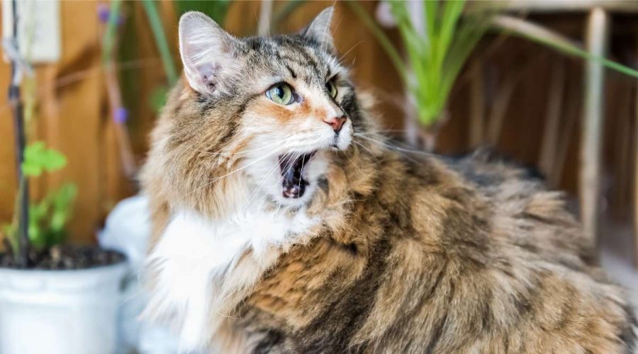 Maine Coon Calico Cat Mix Information: Facts, Traits & More - Love Your Cat
