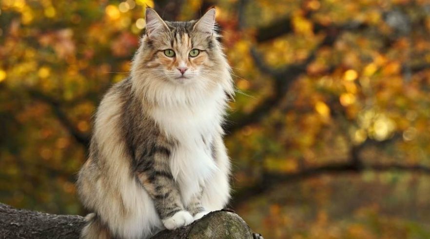 Maine Coon Norwegian Forest Cat Mix: Traits, Facts, & Habits