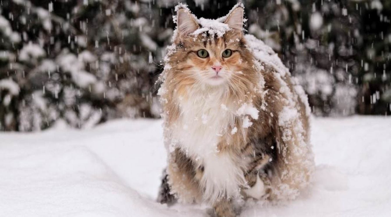 15 Fluffy Cat Breeds That Will Melt Your Heart (And Your Lint Roller)
