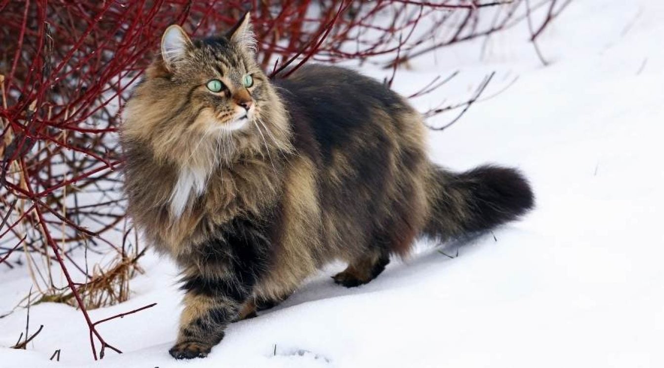 Norwegian Forest Cat Growth Chart - Love Your Cat