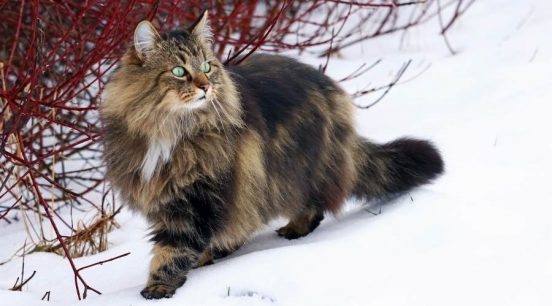 Norwegian Forest Cat Growth Chart - Love Your Cat