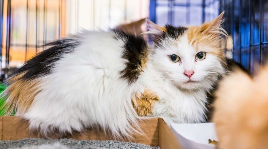 Maine Coon Calico Cat Mix Information: Facts, Traits & More - Love Your Cat