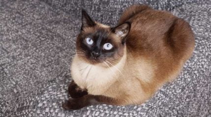 Siamese Cat Breed Profile: Care, Traits, Facts & More - Love Your Cat