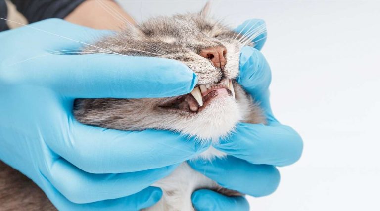 Why Is My Cat Grinding Their Teeth? Causes, Symptoms, and What to Do ...