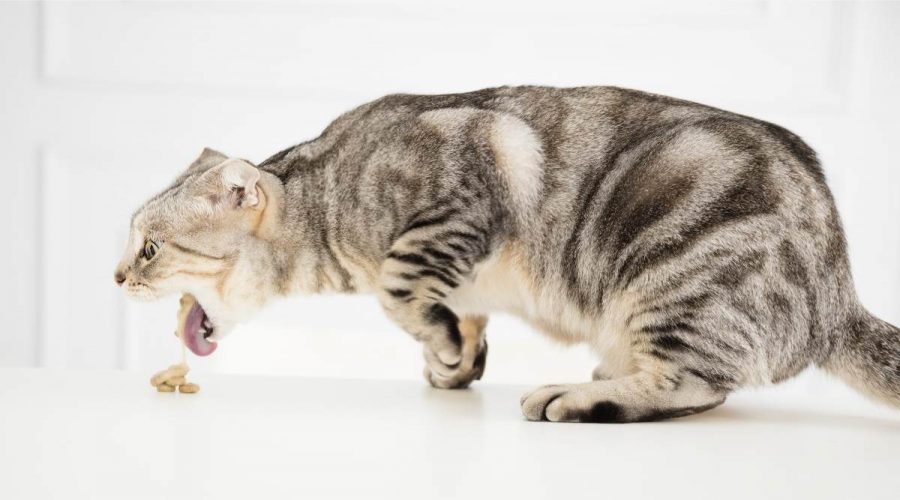 Why Your Cat Throws Up After Every Meal (And What You Can Do About It)
