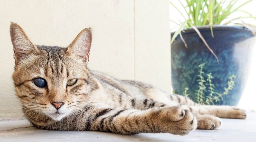 Can Cats Have Autism? Signs, Causes & Treatment - Love Your Cat