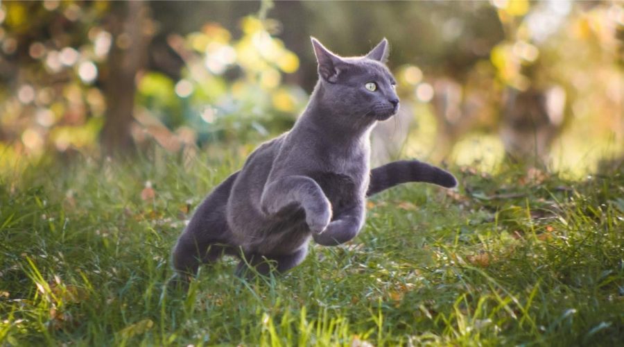 11 Russian Cat Breeds - Love Your Cat