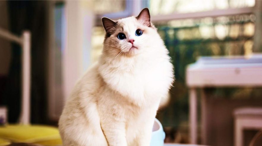 15 Fluffy Cat Breeds That Will Melt Your Heart (And Your Lint Roller)