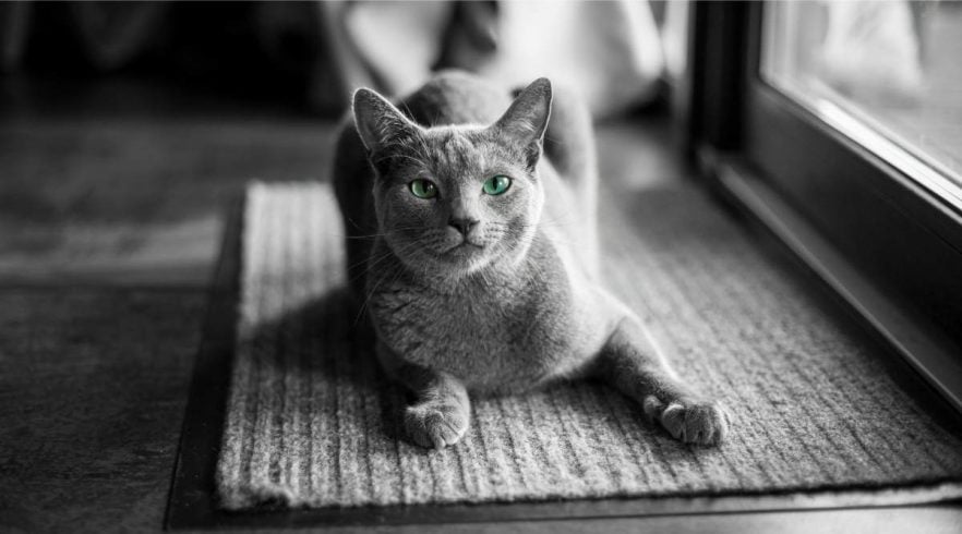Meet The 11 Russian Cat Breeds (From Wildest To Most Familiar) - Love ...