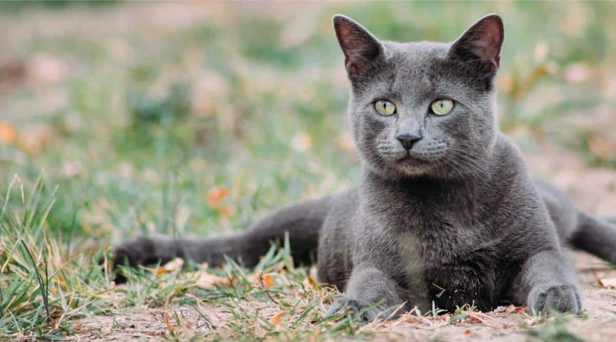 Why Your Indoor Cat Is Obsessed With Going Outside - Love Your Cat