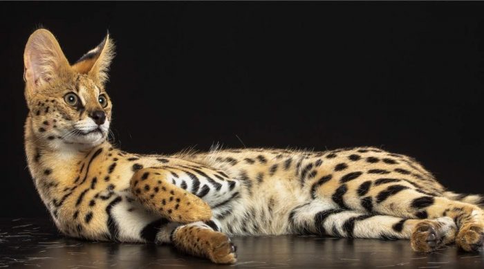 From Wild To Mild: Which Savannah Cat Generation Fits Your Life? - Love ...