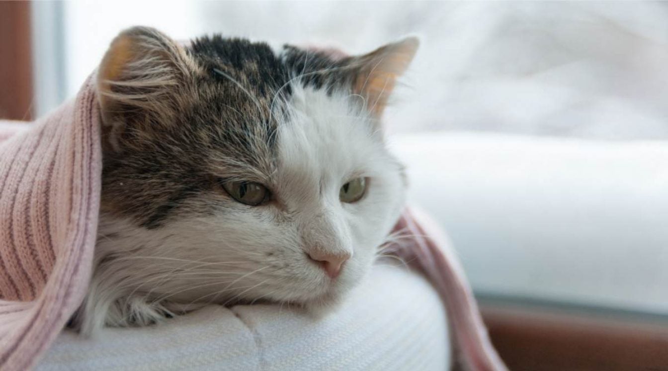 Can Cats Have Autism? Signs, Causes & Treatment - Love Your Cat