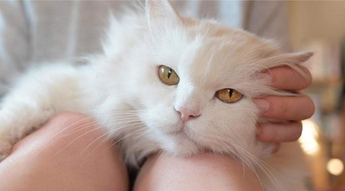 Why Do Cats Run Away? My Cat’s Escape Story And 7 Things You Should ...