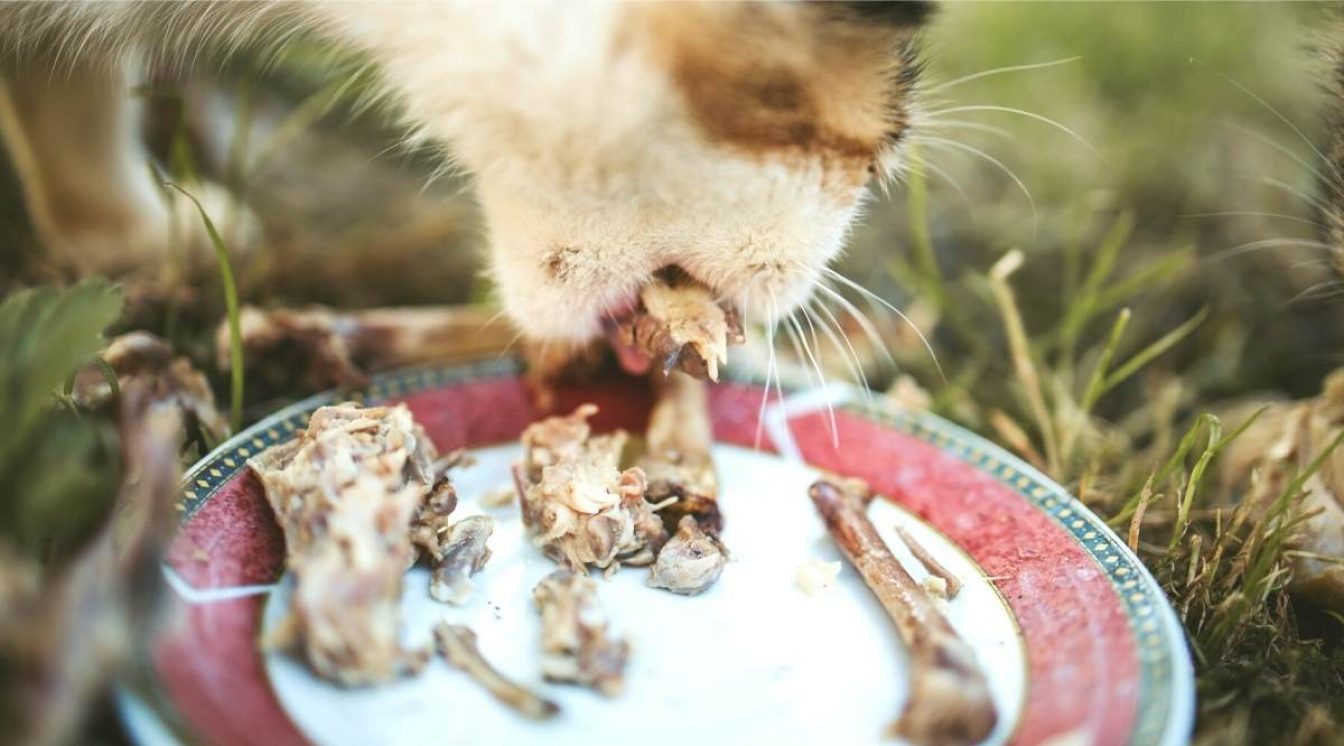 Can Cats Eat Raw Chicken? Your Cat Loves It... But Is It Actually Safe ...