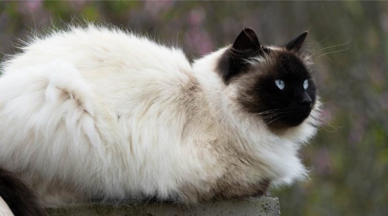 10 Flat-Faced Cat Breeds That Will Instantly Steal Your Heart - Love ...