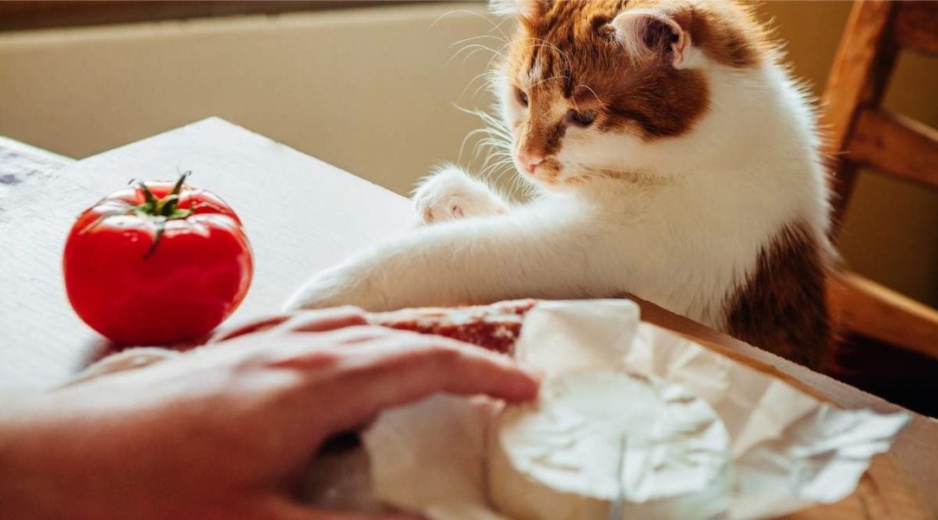 Why Do Cats Knock Things Over? The Answer Is More Calculated Than You ...