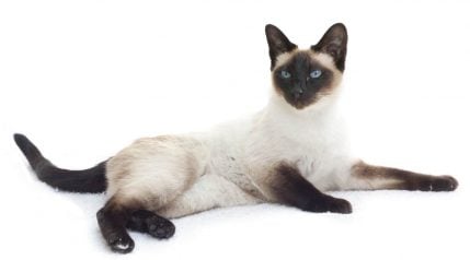 Siamese Calico Mix: Traits, Facts & Habits - Love Your Cat
