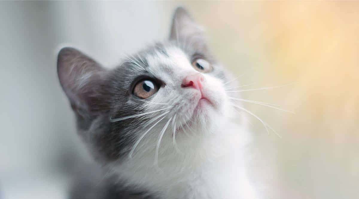Do Cats Have Eyelashes? - Love Your Cat