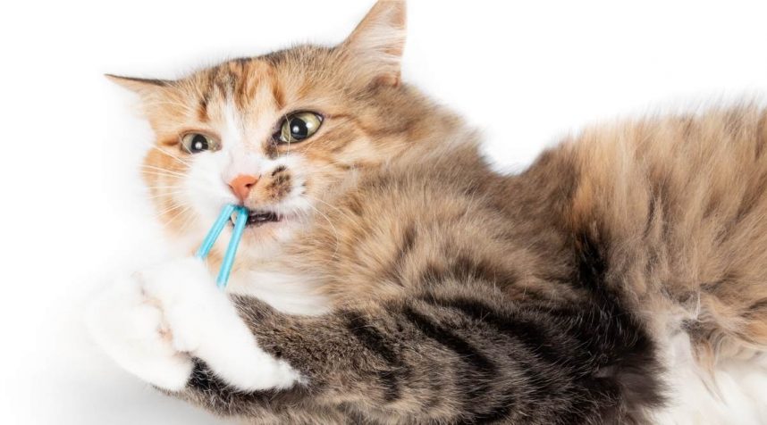 My Cat Ate A Rubber Band: What Owners Need To Know - Love Your Cat