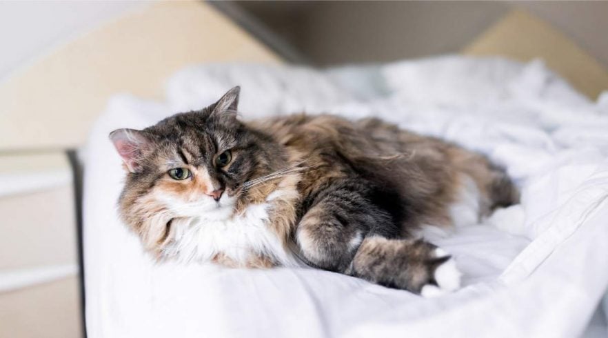 13 Maine Coon Mixes And What It’s Like To Live With Them - Love Your Cat
