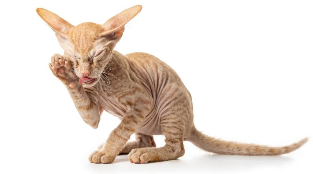 Sphynx Cat Colors: 8+ Varieties Of This Bald Breed - Love Your Cat