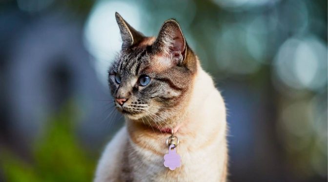 Siamese Mixes: 7 Interesting Cross Breeds - Love Your Cat