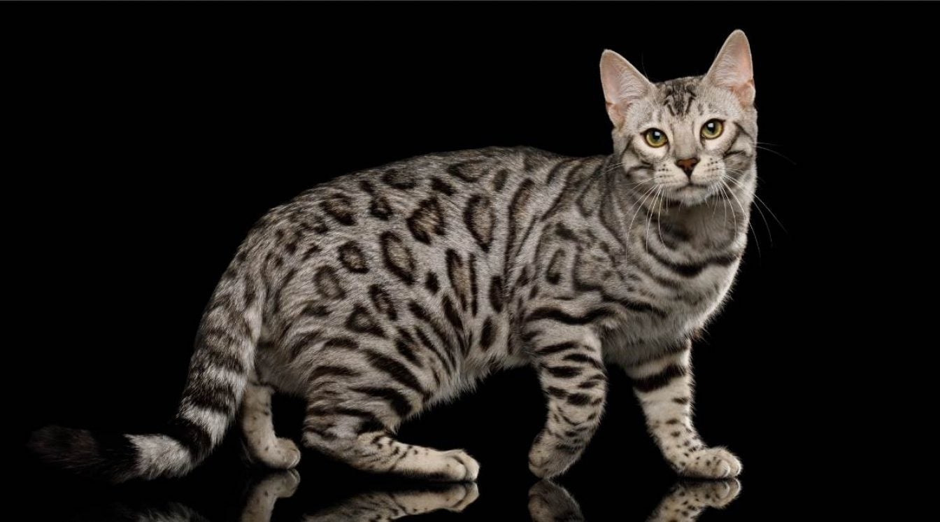 Bengal Cat Colors - Love Your Cat