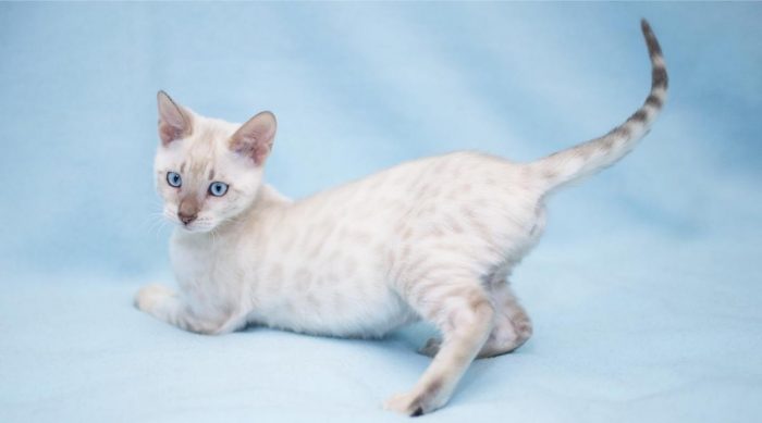 Snow Bengal Cat Breed Overview: Traits, Variations & More - Love Your Cat