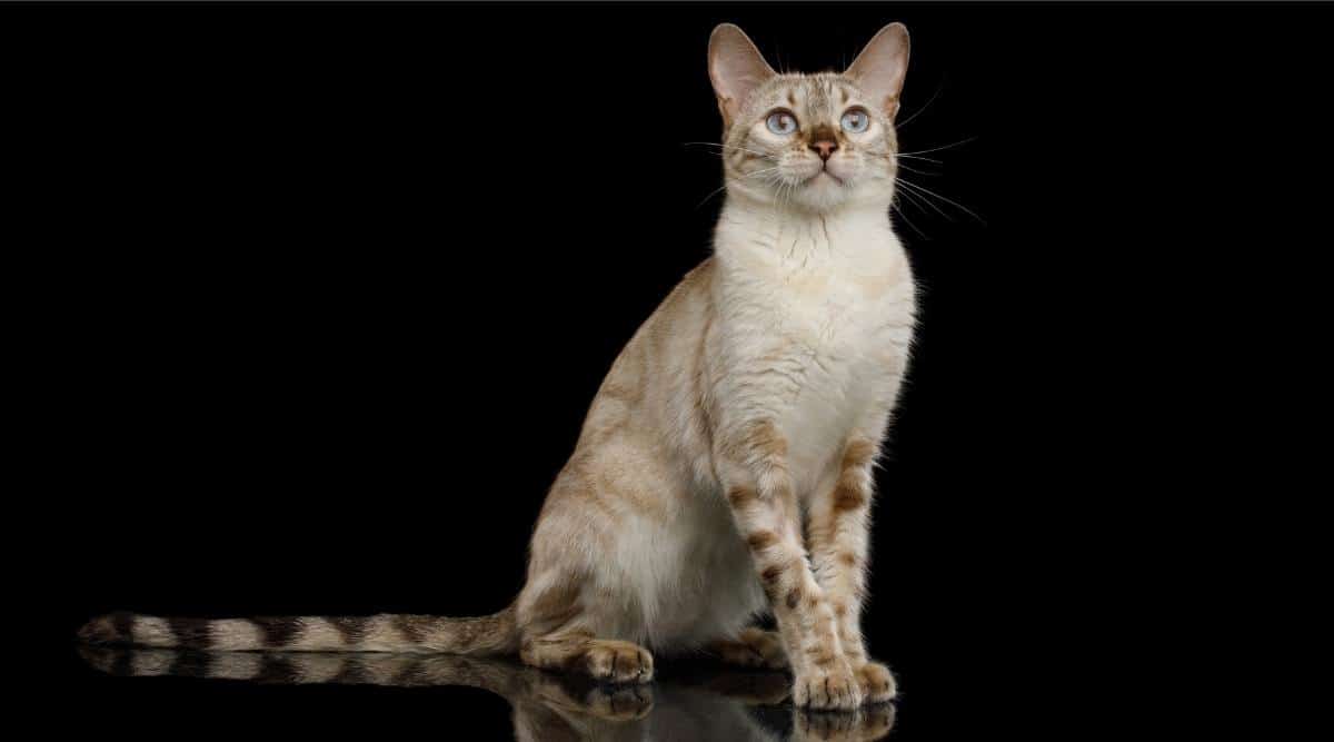 Snow Bengal Cat Breed Overview: Traits, Variations & More - Love Your Cat