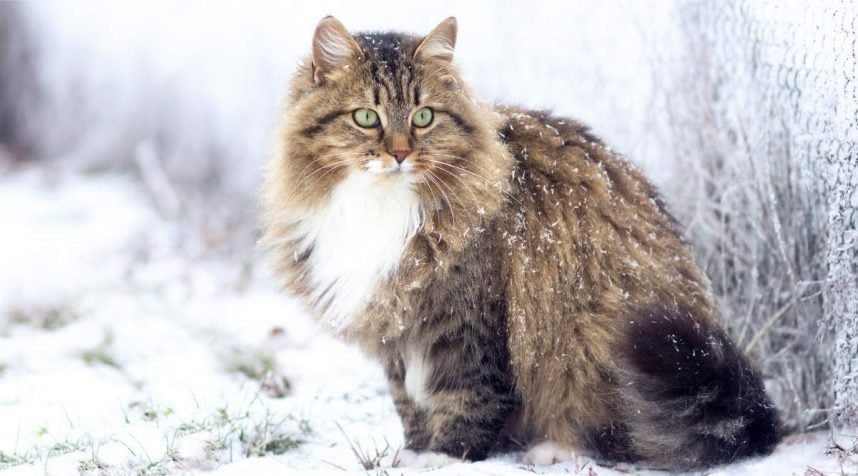 11 Russian Cat Breeds - Love Your Cat