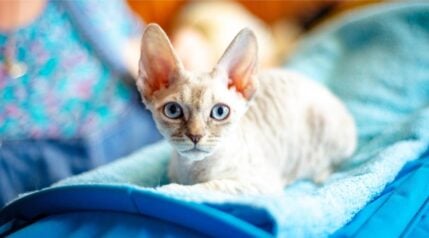 German Cat Breeds - Love Your Cat