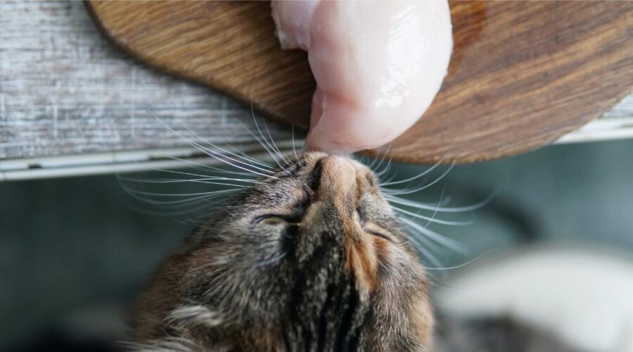 Can Cats Eat Turkey? - Love Your Cat