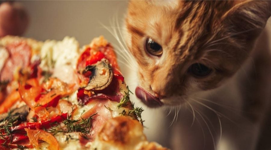 Can Cats Eat Pizza? Dangers, Symptoms & What To Do - Love Your Cat