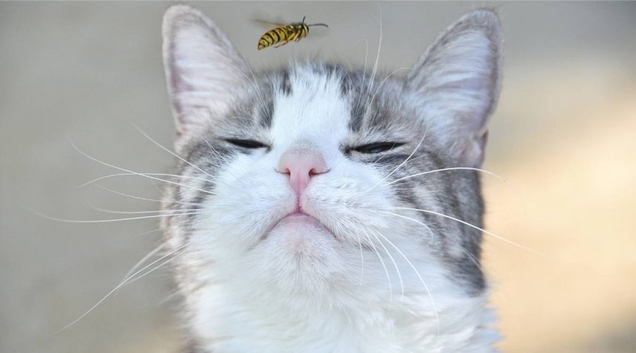 The First 30 Minutes After A Bee Stings Your Cat Matter Most