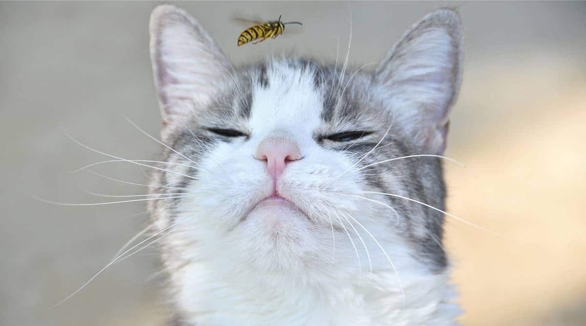 The First 30 Minutes After A Bee Stings Your Cat Matter Most