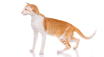 Oriental Shorthair Cat Breed Profile: Care, Traits, Facts & More - Love ...