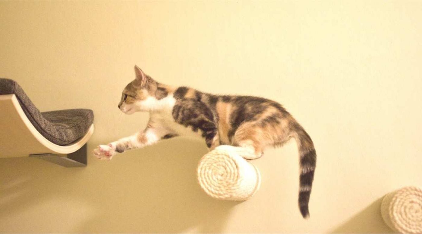 10 Best Cat Steps For Your Wall - Love Your Cat