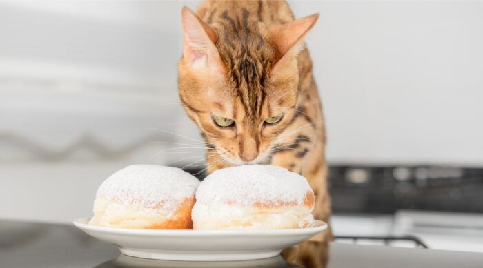 Can Cats Eat Donuts? - Love Your Cat